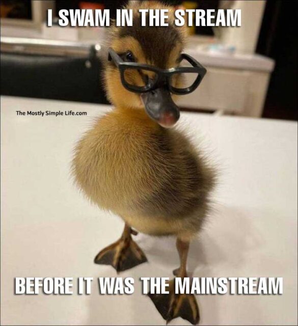 Top 50 Most Upvoted Duck Jokes [with Funny Duck Memes]