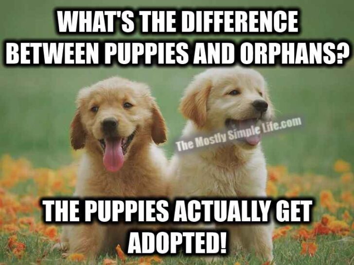 101 Best Orphan Jokes and Memes [April 2023 Update]